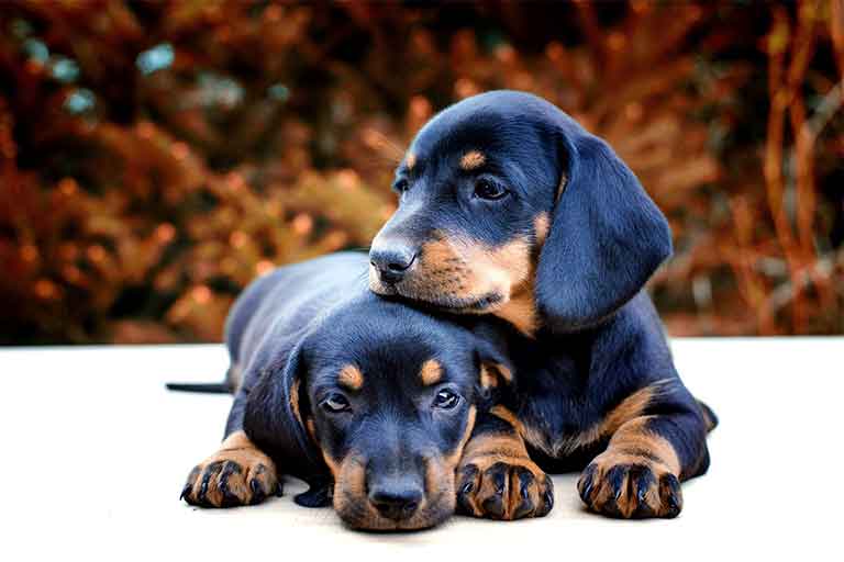 Top 10 Most Popular Dog Breeds 2023 | Your Pet’s Happiness Starts Here ...