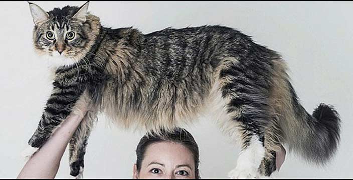 Biggest Domestic Cat in The World | Your Pet’s Happiness Starts Here ...
