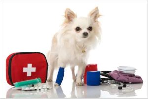 A comprehensive guide on first aid for dogs | Your Pet’s Happiness ...