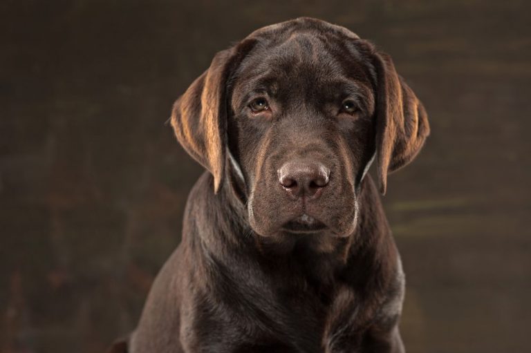 10 Surprising Facts Every Labrador Retriever Owner Should Know